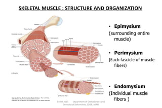 Physiology of skeletal muscle orthodontic considerations | PPTX