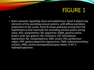 Physiology of sleep - medical information | PPTX