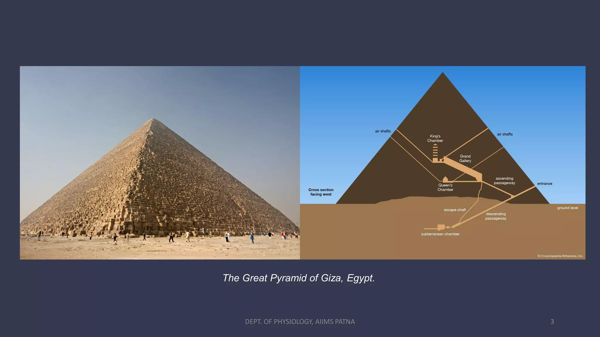 Physiology of sleep and polysomnography | PDF