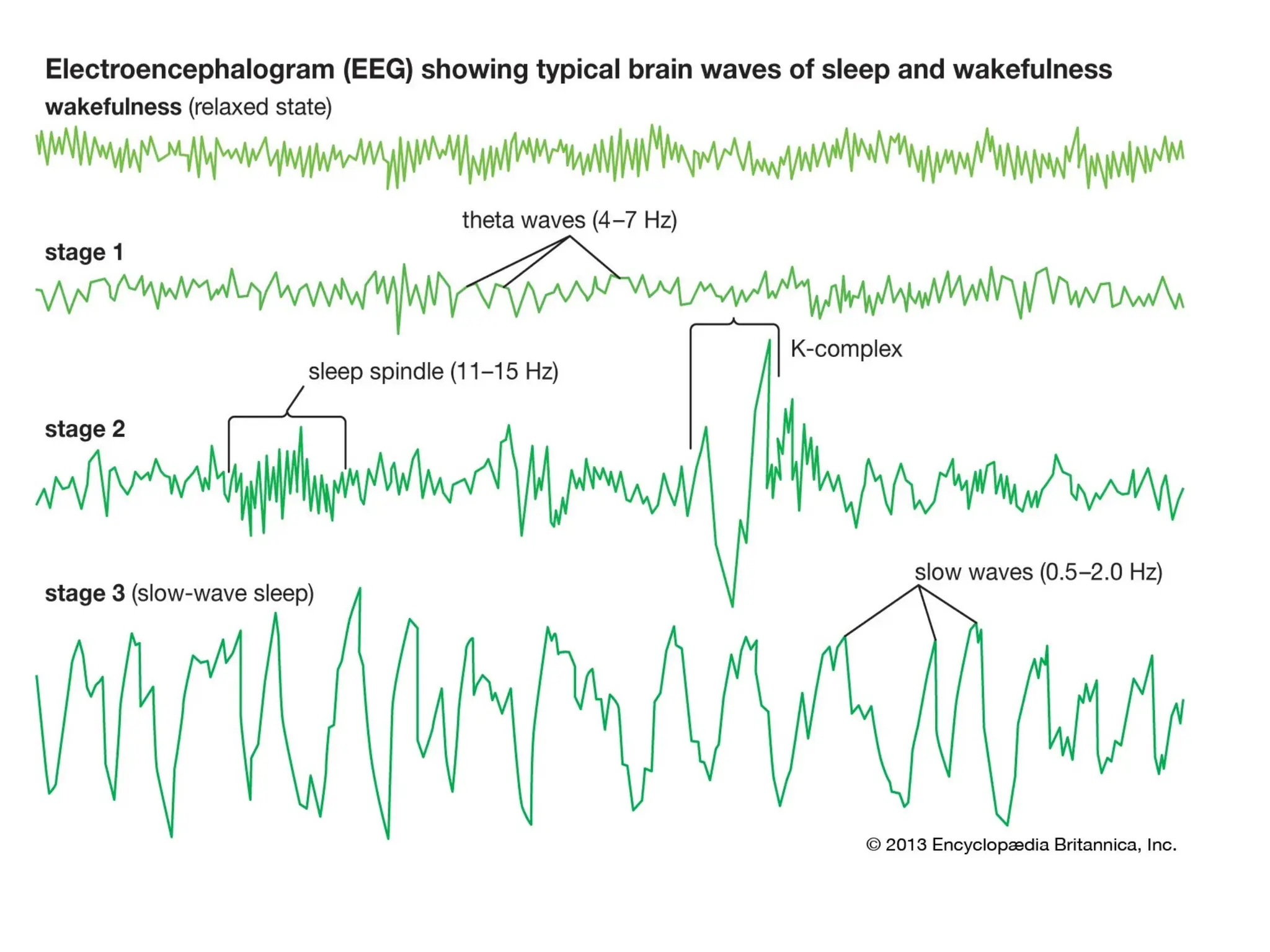 PHYSIOLOGY OF SLEEP / physiology of sleep .pptx
