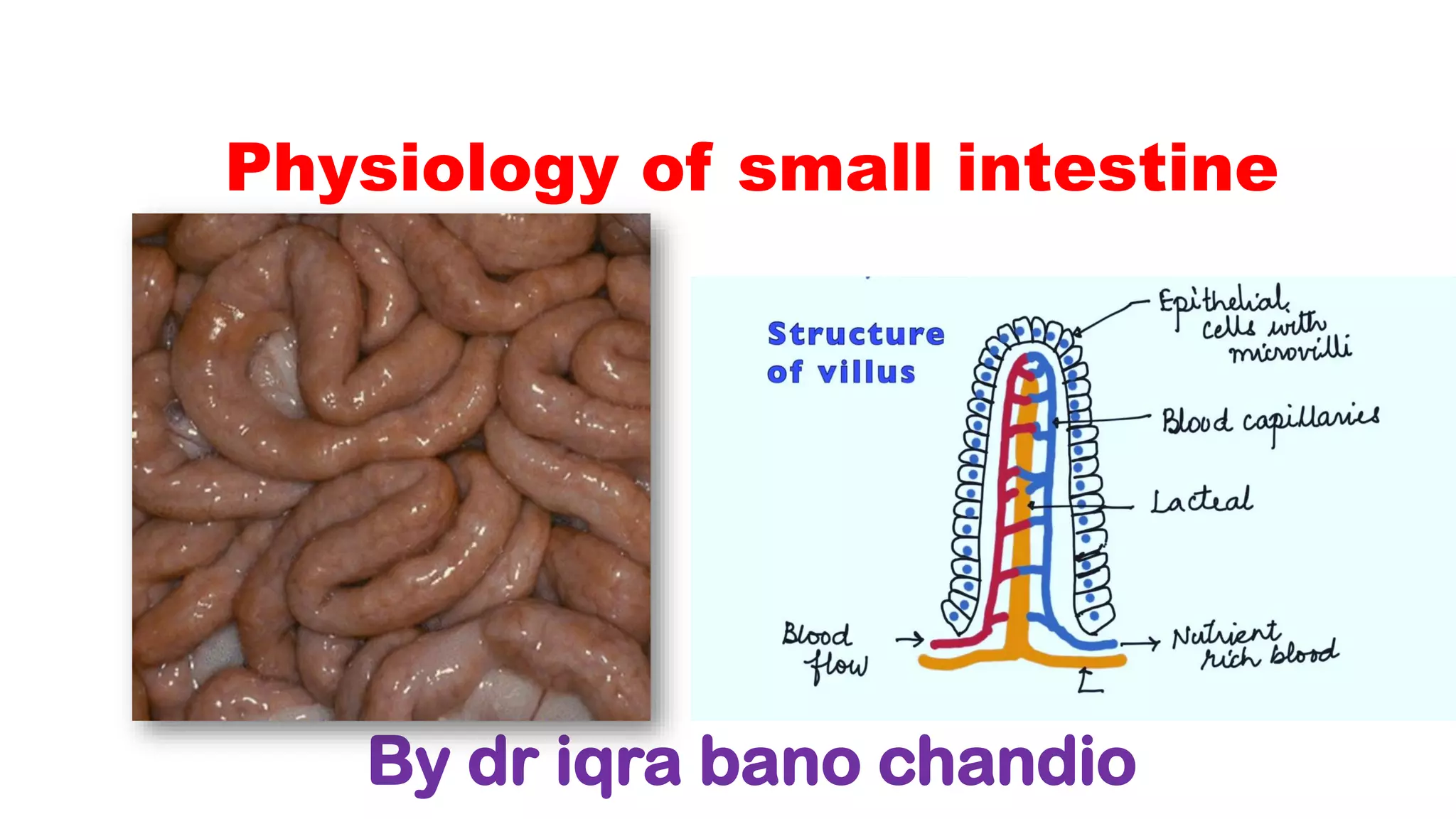 PHYSIOLOGY OF SMALL INTESTINE .pdf | Medical Health