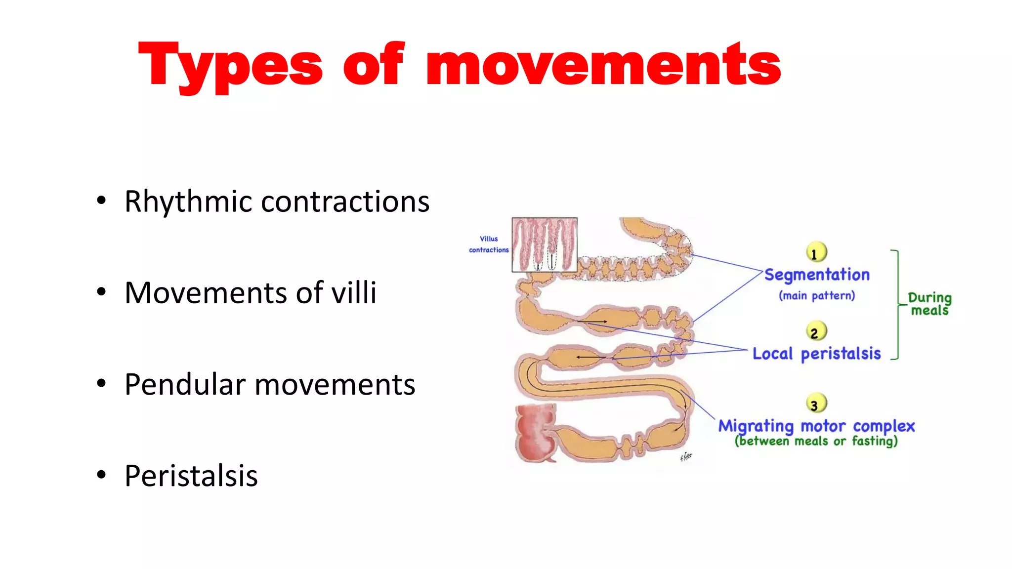PHYSIOLOGY OF SMALL INTESTINE .pdf