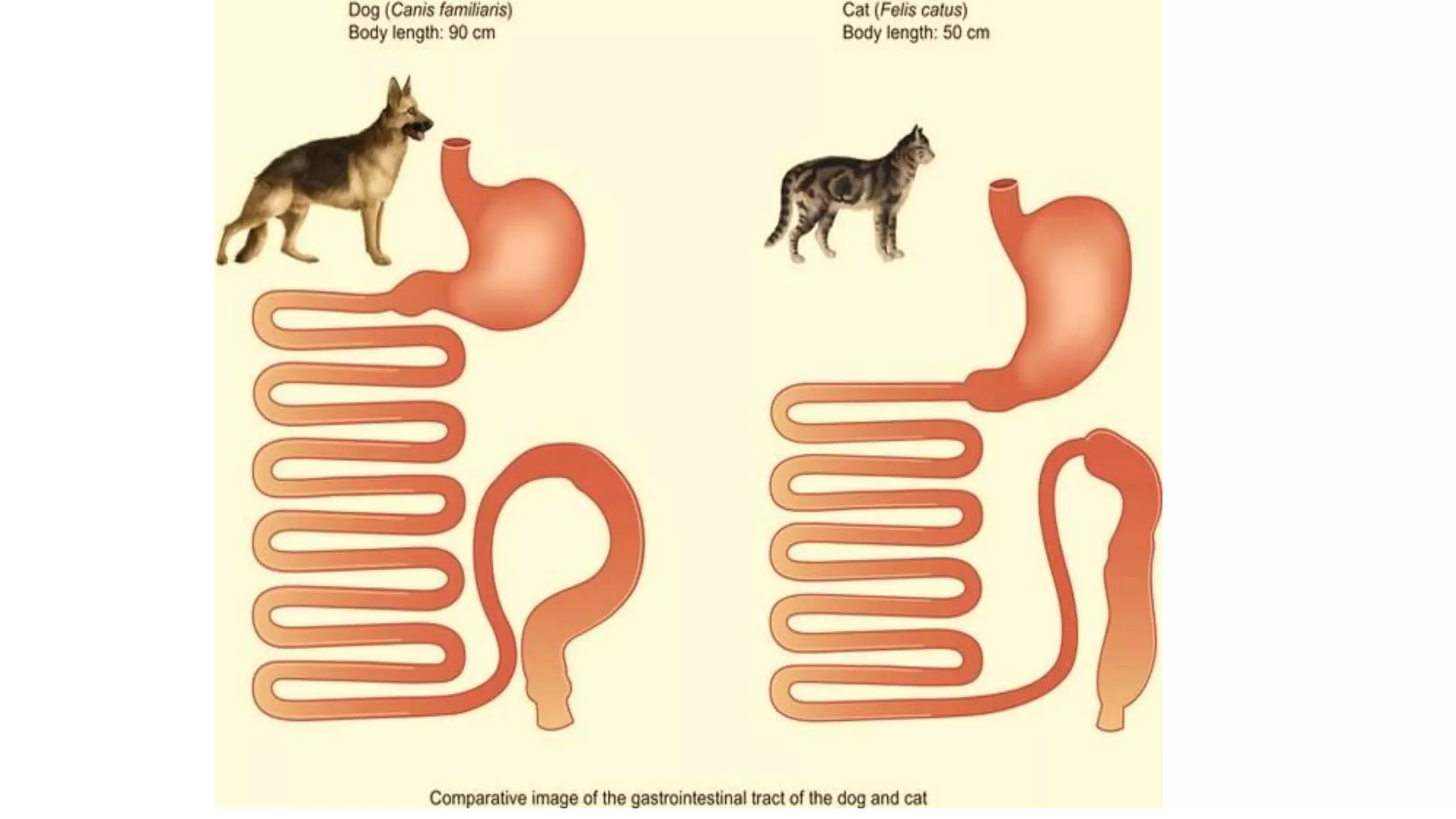 PHYSIOLOGY OF SMALL INTESTINE .pdf