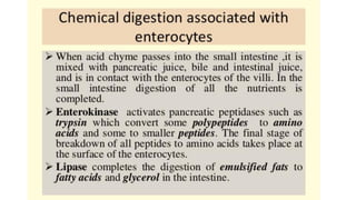 PHYSIOLOGY OF SMALL INTESTINE .pdf