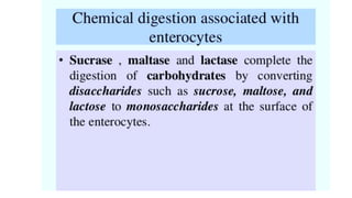 PHYSIOLOGY OF SMALL INTESTINE .pdf