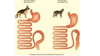 PHYSIOLOGY OF SMALL INTESTINE .pdf