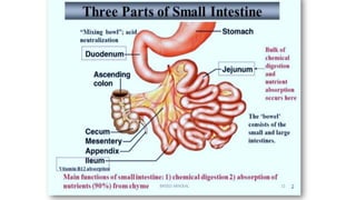 PHYSIOLOGY OF SMALL INTESTINE .pdf