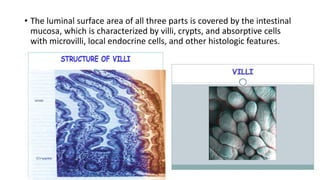 PHYSIOLOGY OF SMALL INTESTINE .pdf