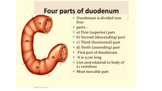 PHYSIOLOGY OF SMALL INTESTINE .pdf