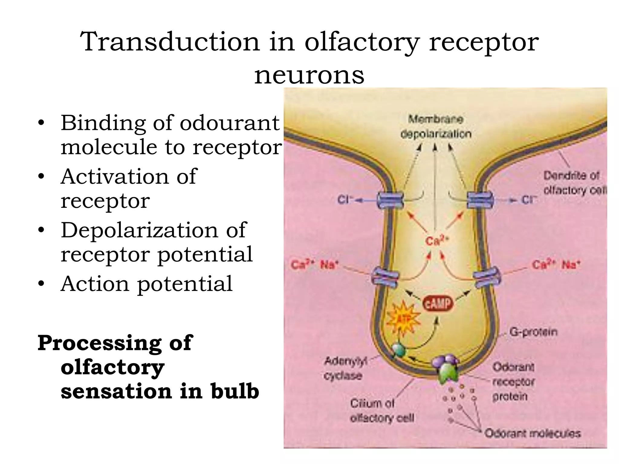Physiology of smell | PDF