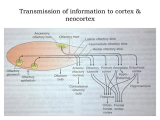 Physiology of smell | PDF | Perfume and Fragrance | Beauty