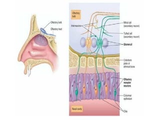 Physiology of smell | PDF