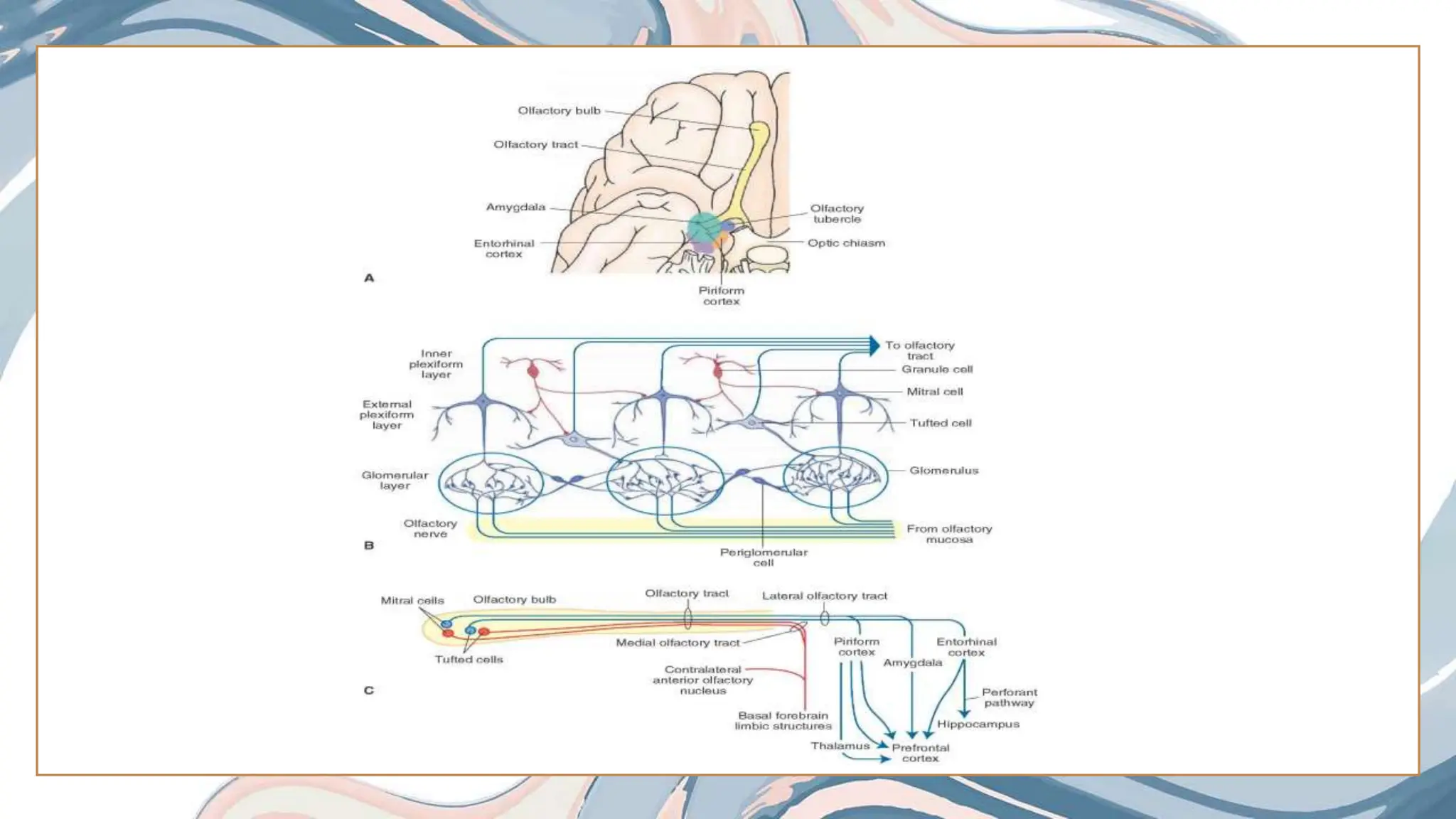 physiology of smell and applied aspects of smell | PPTX