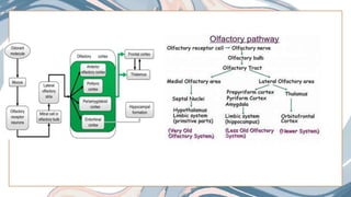 physiology of smell and applied aspects of smell | PPTX