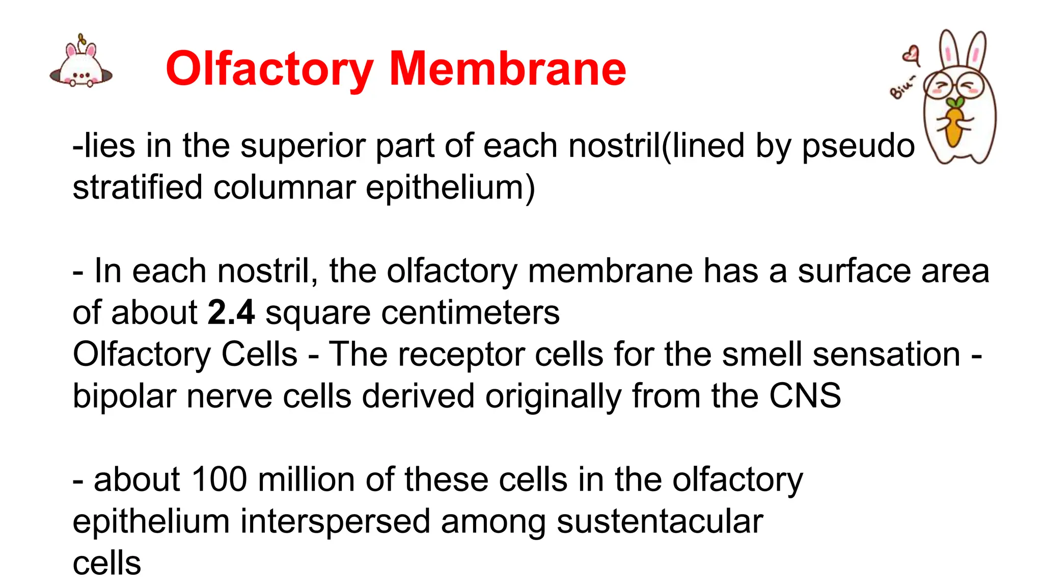 PHYSIOLOGY OF SMELL (1).pptx ... | PPTX