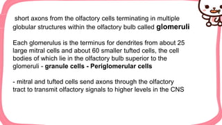 PHYSIOLOGY OF SMELL (1).pptx ... | PPTX