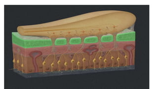 PHYSIOLOGY OF SMELL (1).pptx ... | PPTX