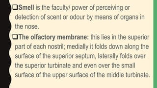 physiology of smell (2).pptx
