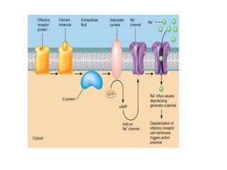 Physiology of smell | PPT