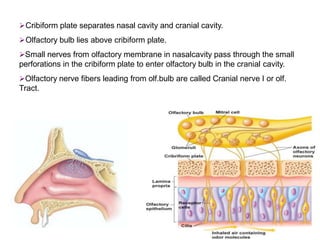 Physiology of smell | PPTX