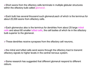 Physiology of smell | PPTX