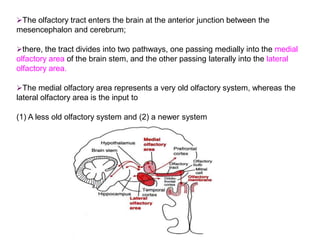 Physiology of smell | PPT