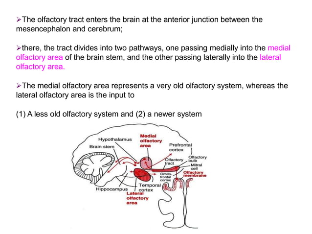 Physiology of smell | PPT
