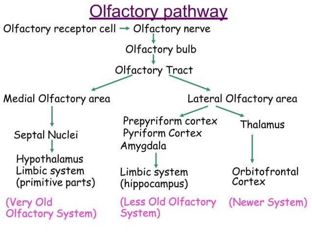 Physiology of smell | PPT