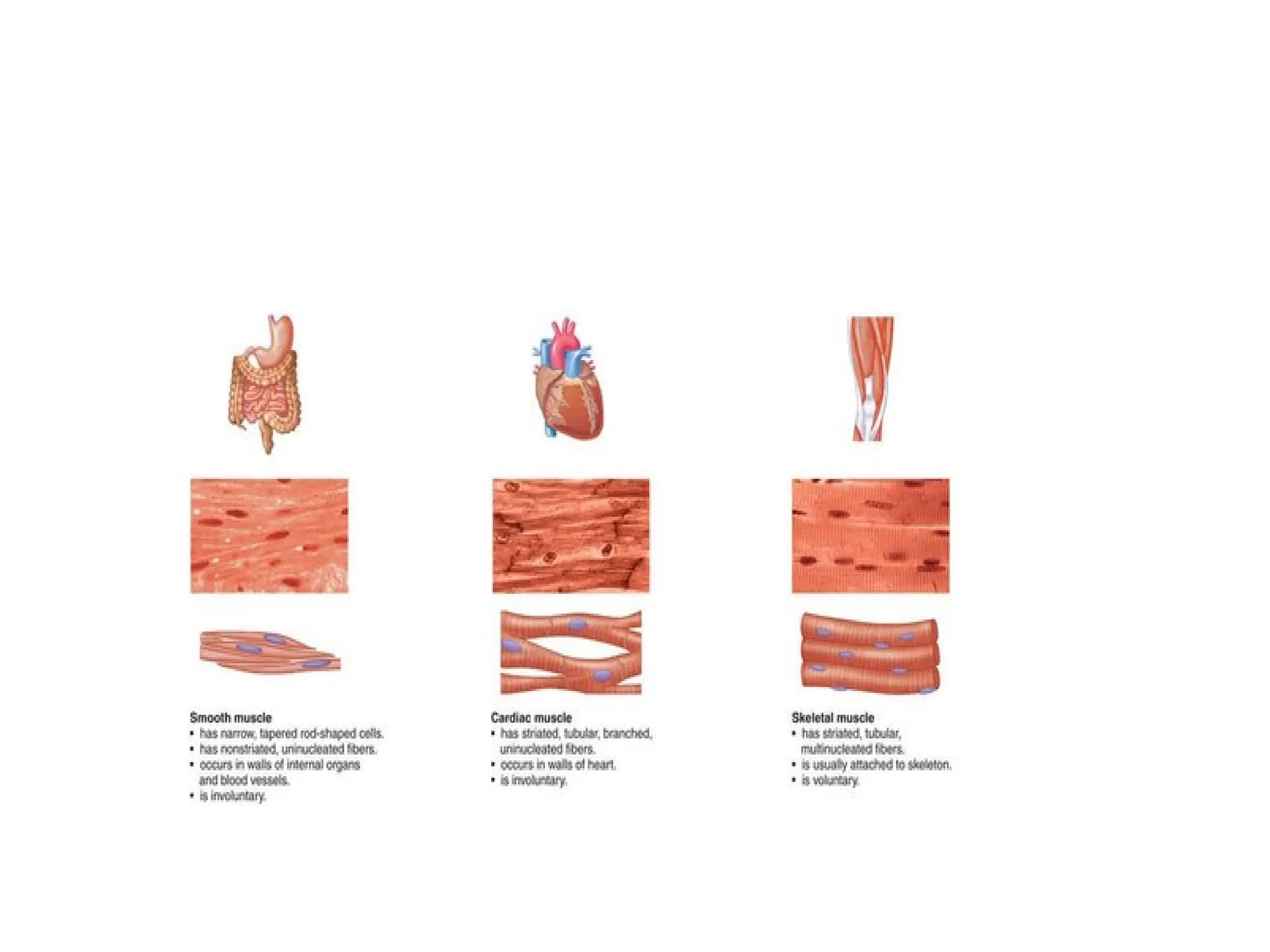 physiology of smooth m uscle.ppt