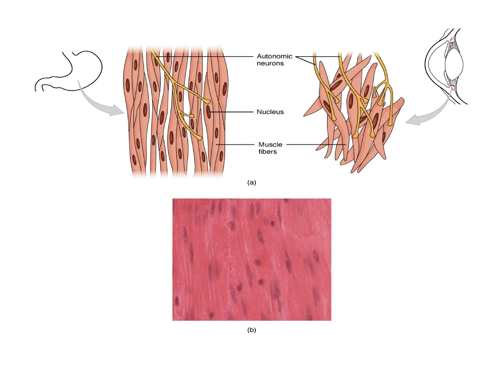 physiology of smooth m uscle.ppt