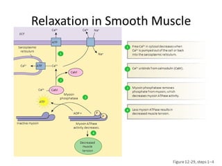 physiology of smooth muscle.ppt
