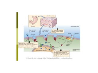 physiology of s mooth muscle.ppt