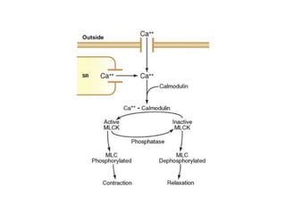 physiology of s mooth muscle.ppt