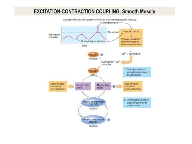 physiology of smooth mu fscle.ppt
