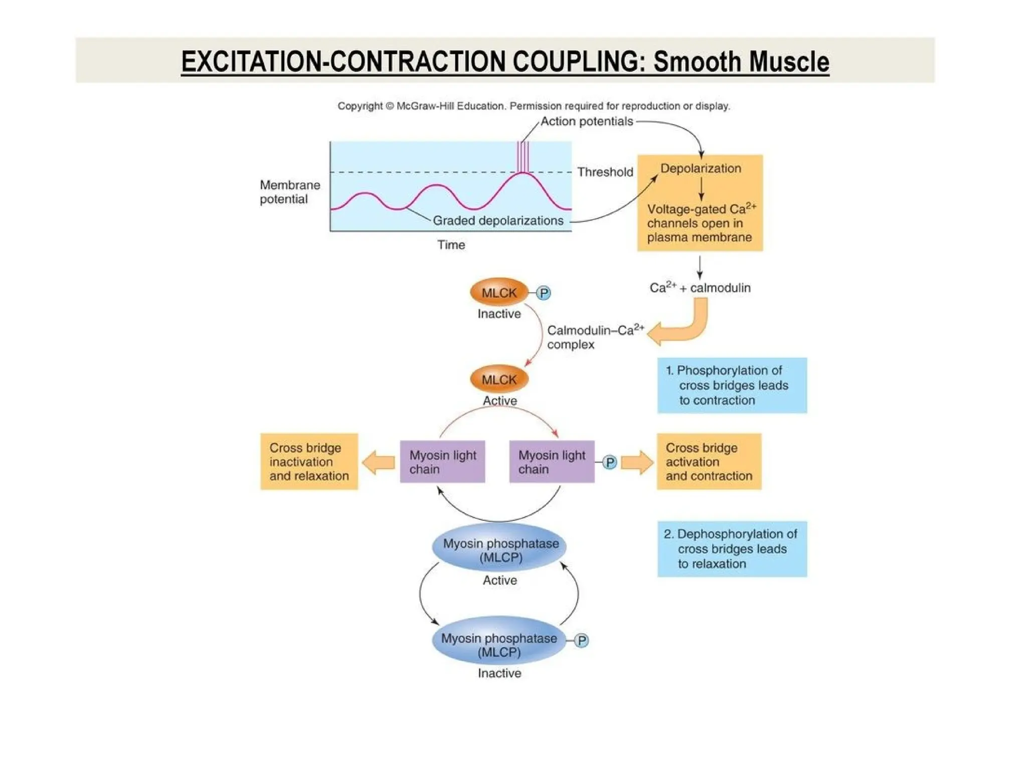 physiology of smooth muscle.ppt