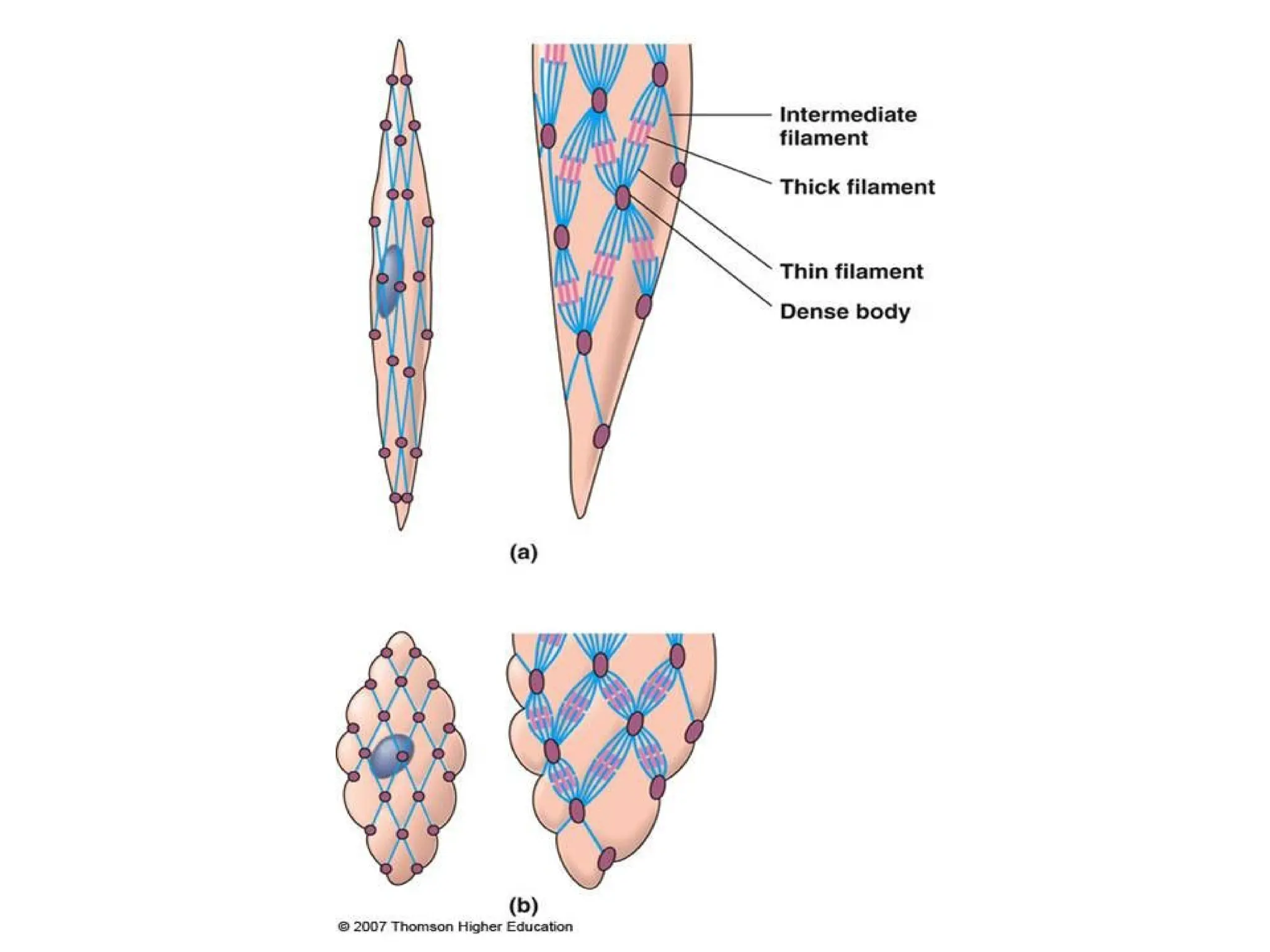physiology of smooth muscle.ppt