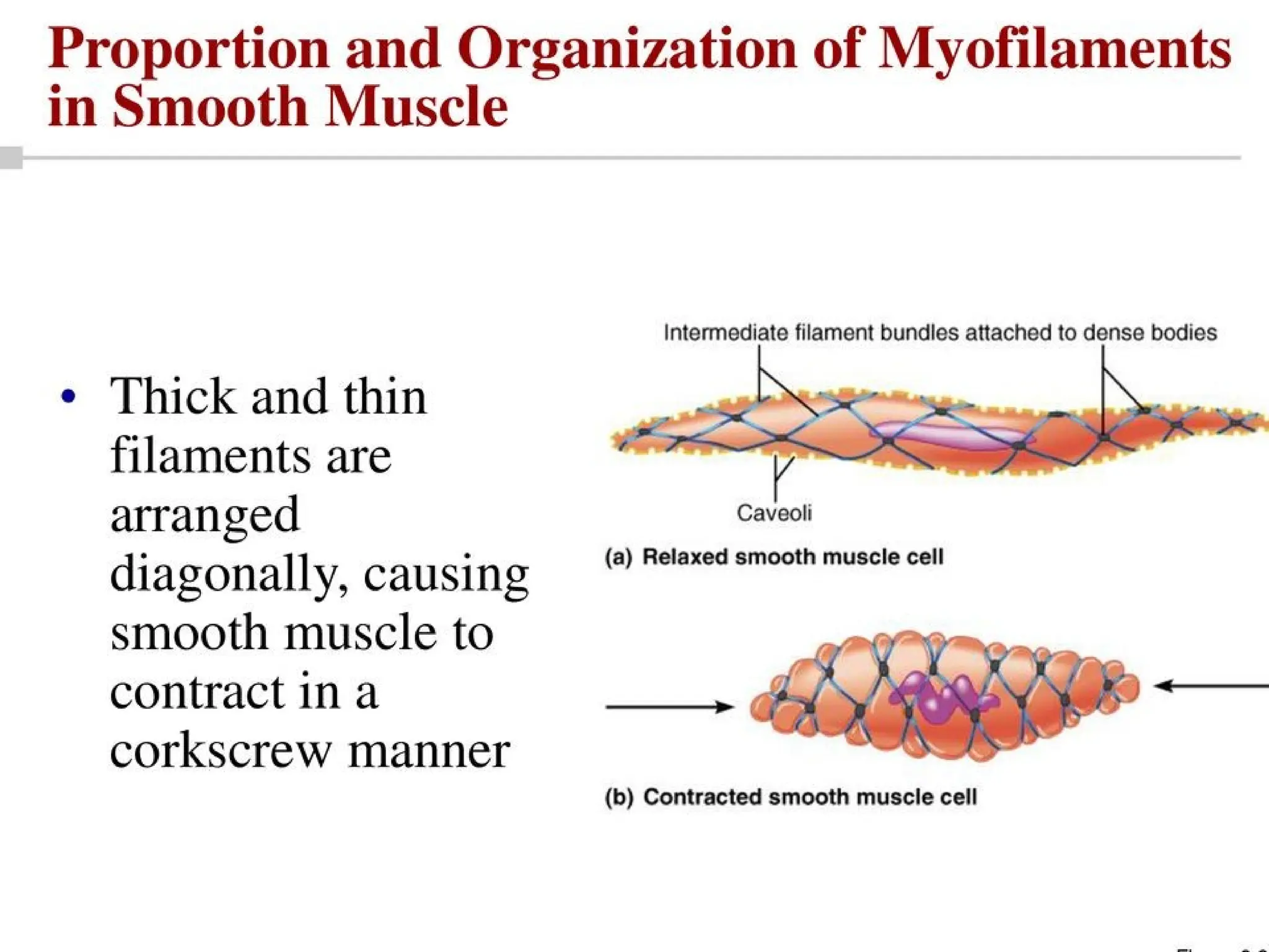 physiology of smooth muscle.ppt