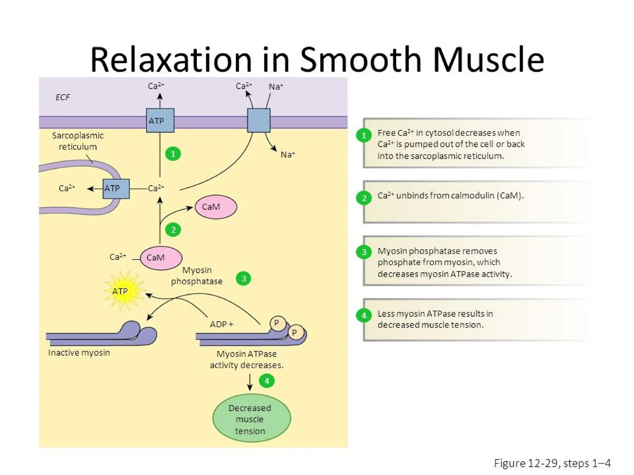 physiology of smooth muscle.ppt
