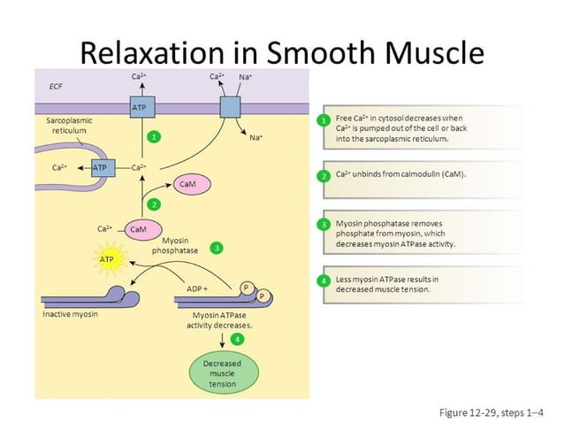 physiology of smooth muscle.ppt