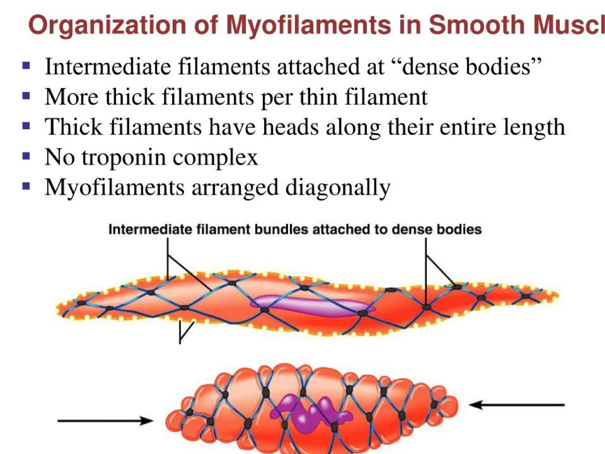 physiology of smoot h muscle.ppt