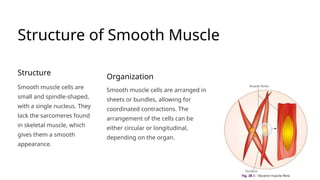 PHYSIOLOGY OF SMOOTH MUSCLE (INVOLUNTARY MUSCLES) | PPTX