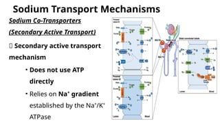 Physiology of Sodium Homeostasis – Causes & Management.pptx