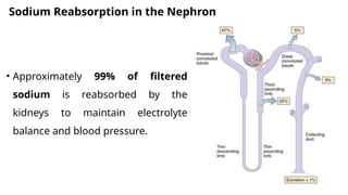 Physiology of Sodium Homeostasis – Causes & Management.pptx