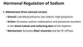 Physiology of Sodium Homeostasis – Causes & Management.pptx