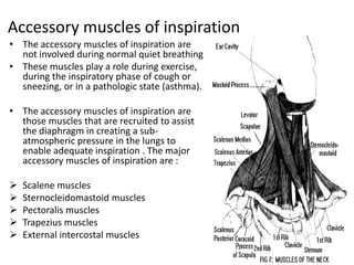 Physiology of speech | PPTX