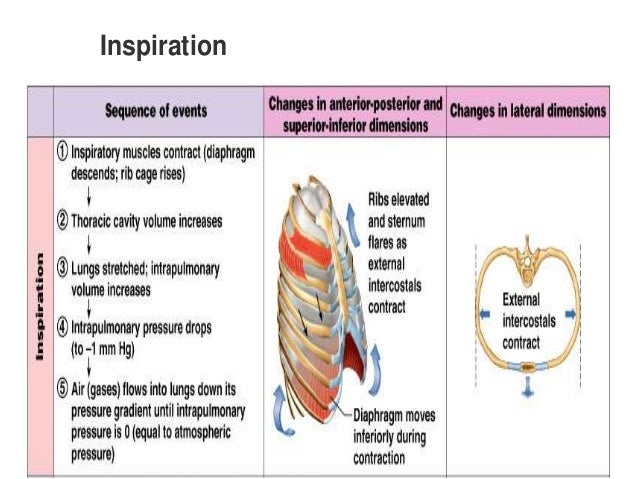 Physiology of speech