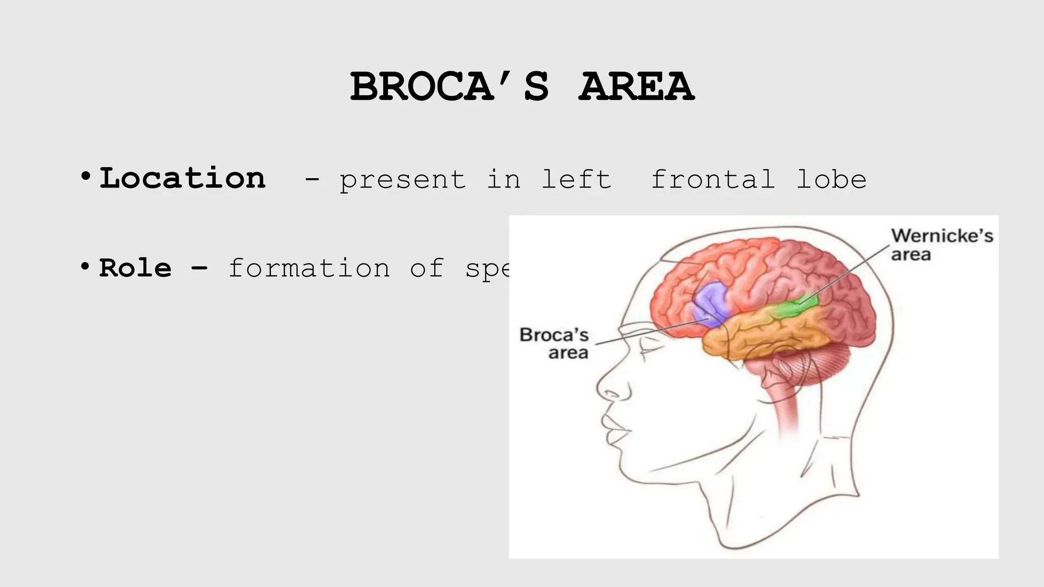 physiology of speech ^0 articulation.pptx