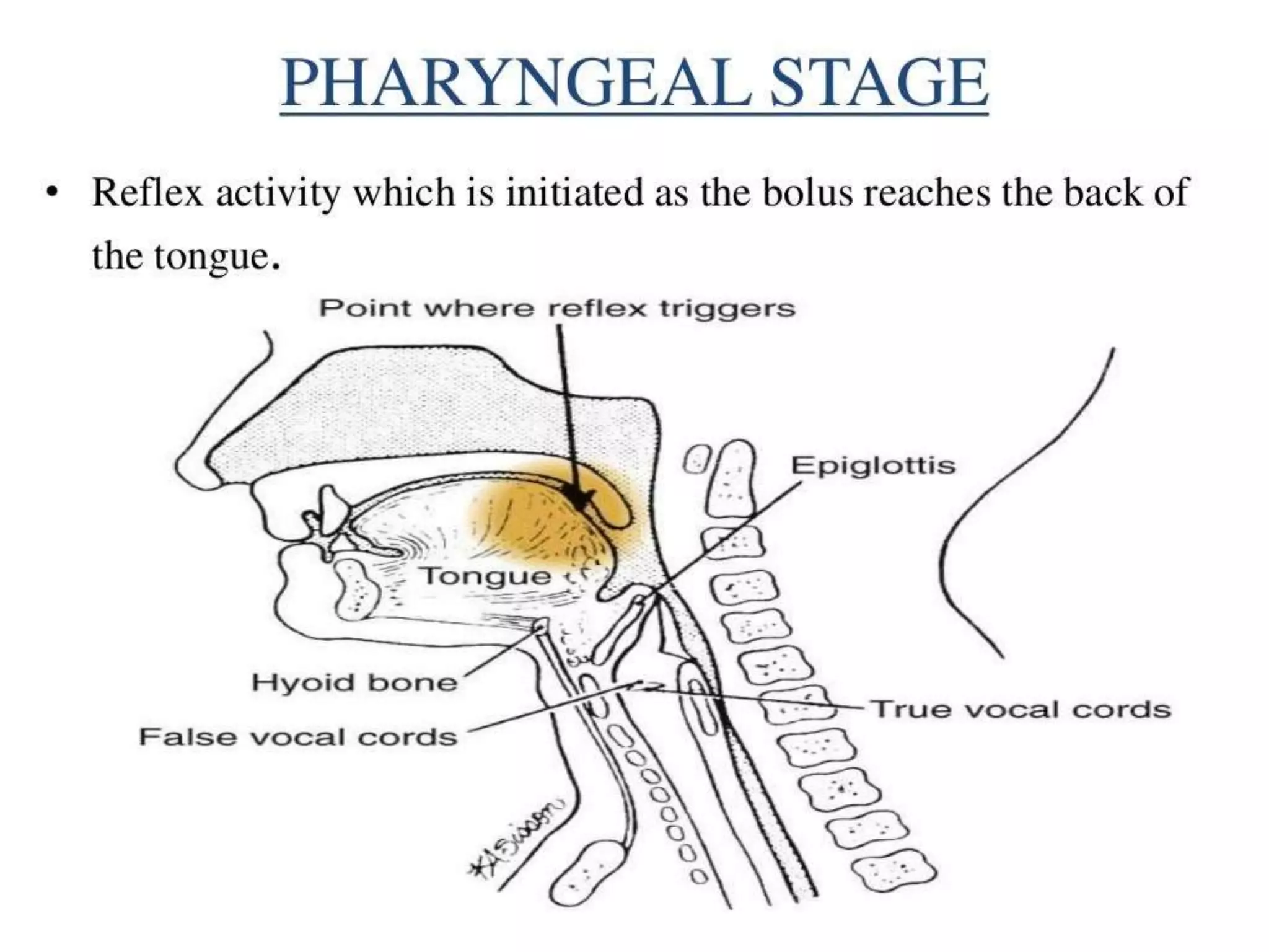 Physiology of speech and swallowing | PPTX