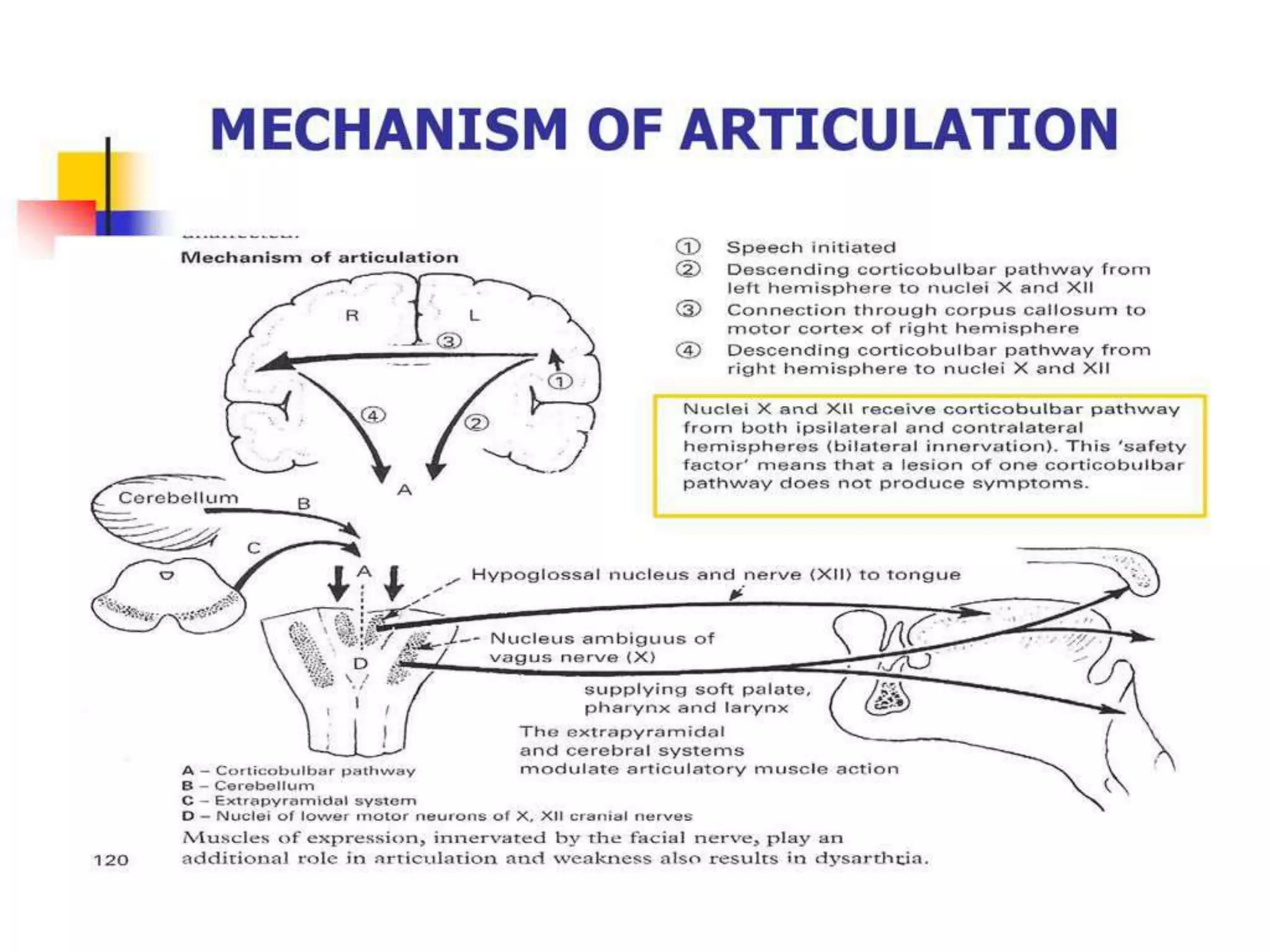 Physiology of speech and swallowing | PPTX