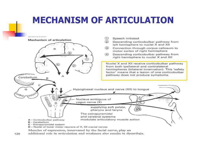Physiology of speech and swallowing | PPT
